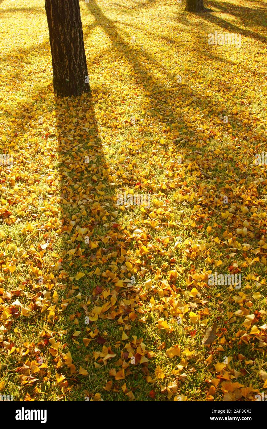 Fallen Leaves of Ginkgo Biloba Stock Photo - Alamy