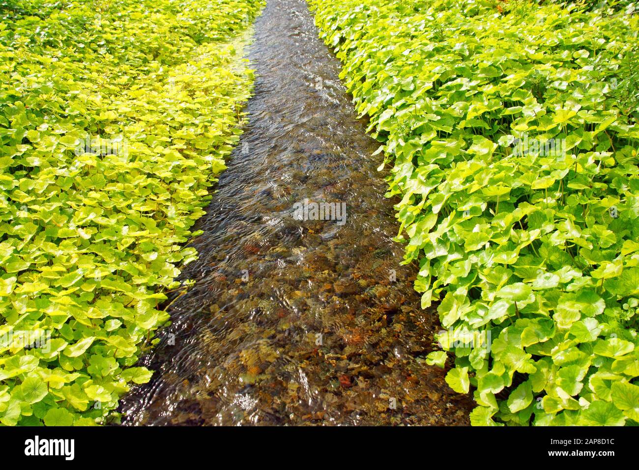 Stream, spring water flowing Stock Photo - Alamy