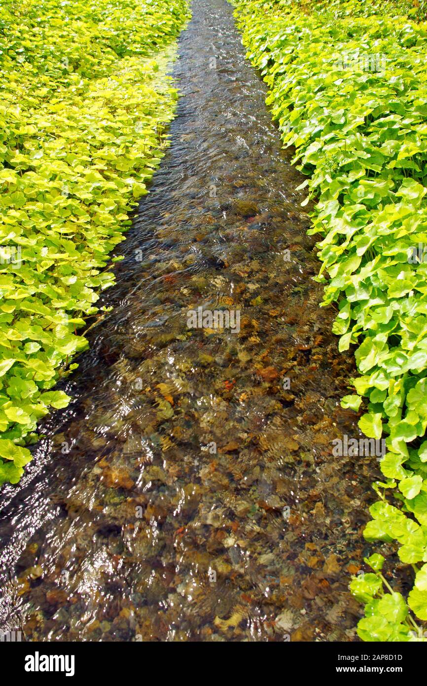 Stream, spring water flowing Stock Photo - Alamy