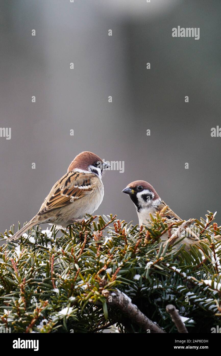 Vertical image of sparrow hi-res stock photography and images - Alamy