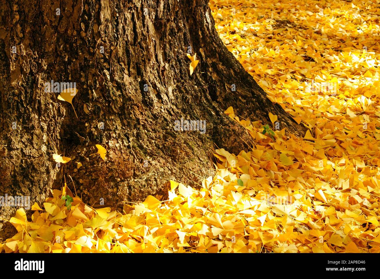 Fallen Leaves of Ginkgo Biloba Stock Photo - Alamy