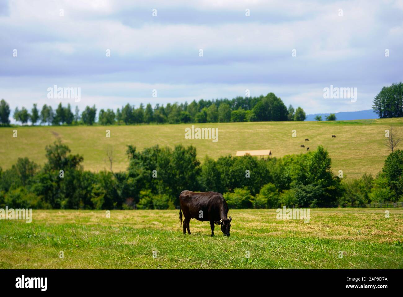 Japanese cattle farm hi-res stock photography and images - Alamy