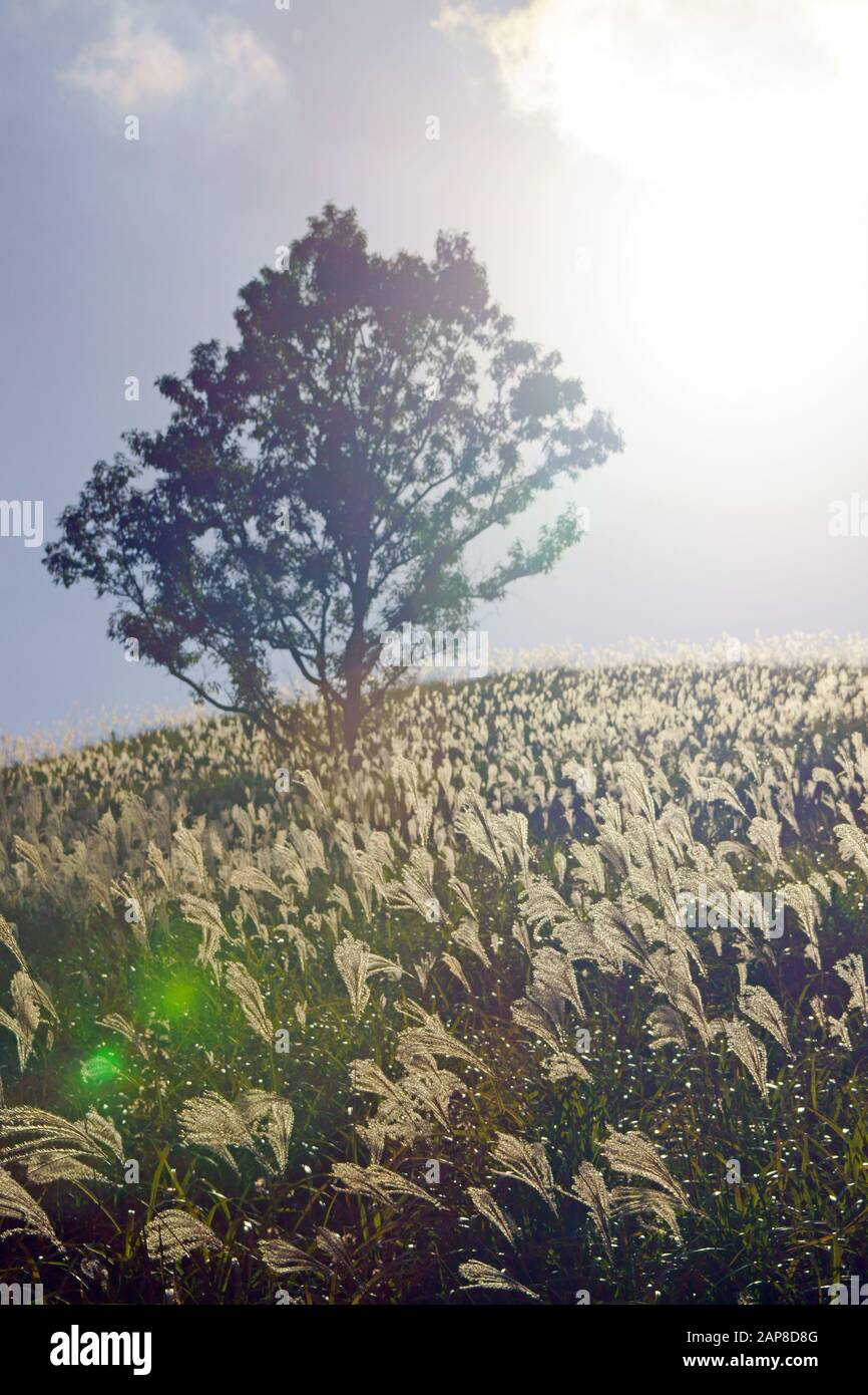 Field of Japanese Grass (Miscanthus Sinensis Stock Photo - Alamy
