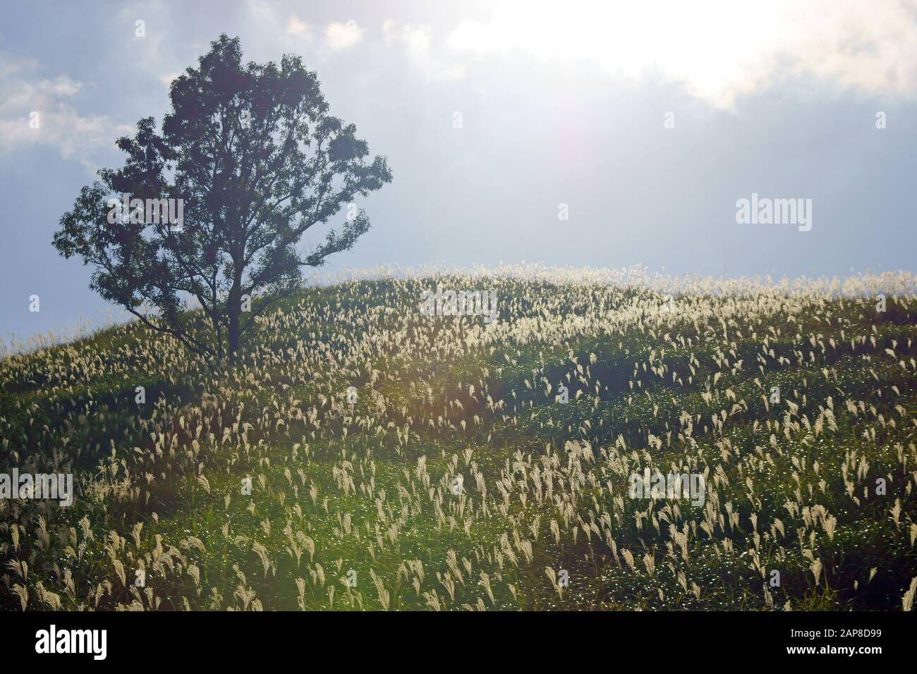 Field of Japanese Grass (Miscanthus Sinensis Stock Photo - Alamy