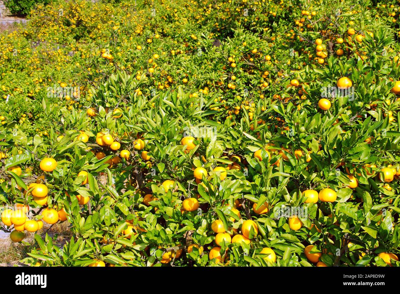 Kawachi mikan hi-res stock photography and images - Alamy