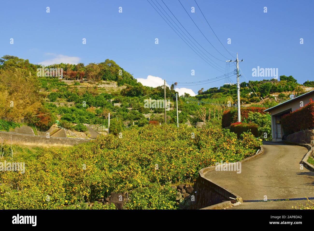 Kawachi mikan hi-res stock photography and images - Alamy