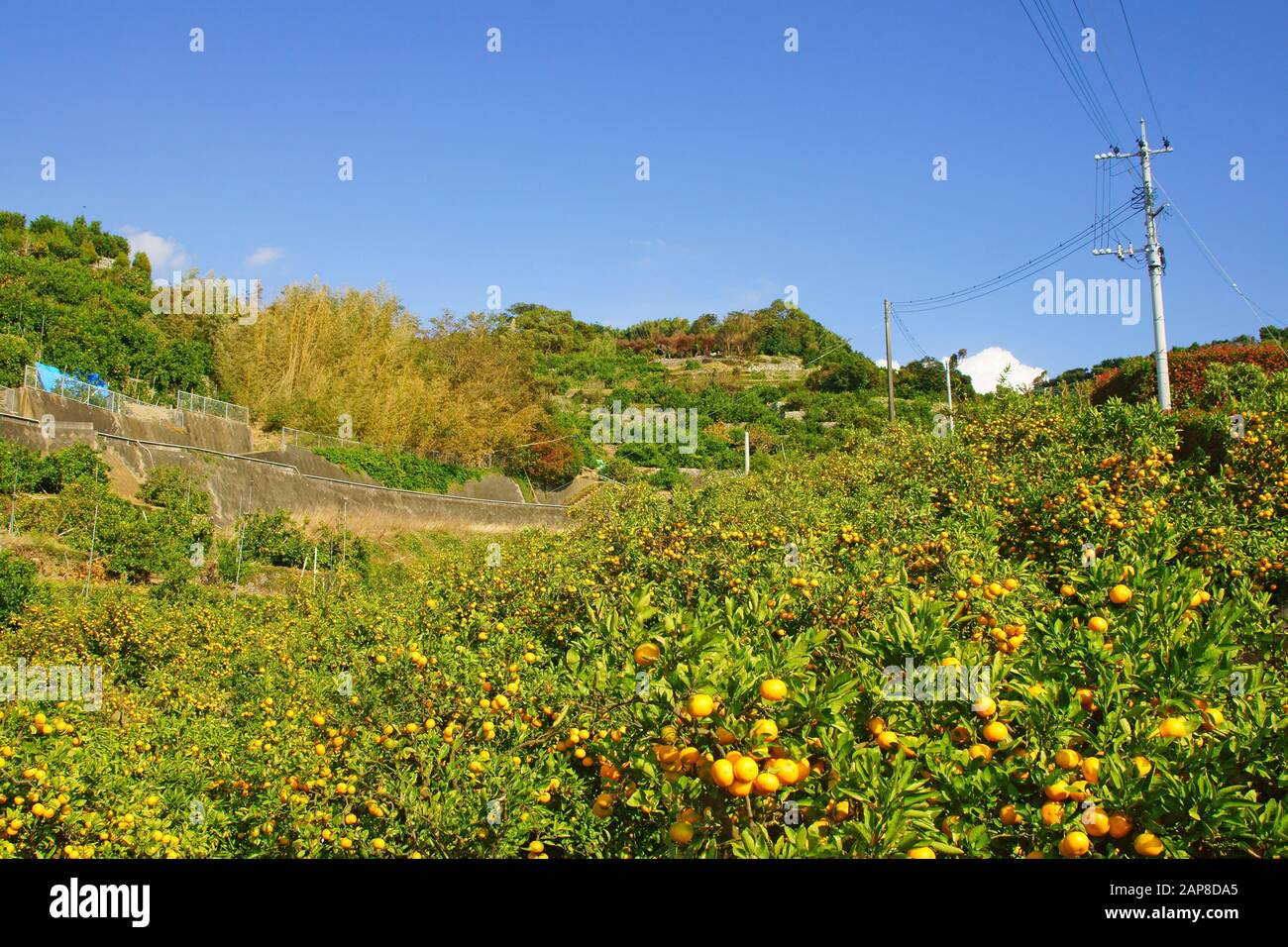Kawachi mikan hi-res stock photography and images - Alamy