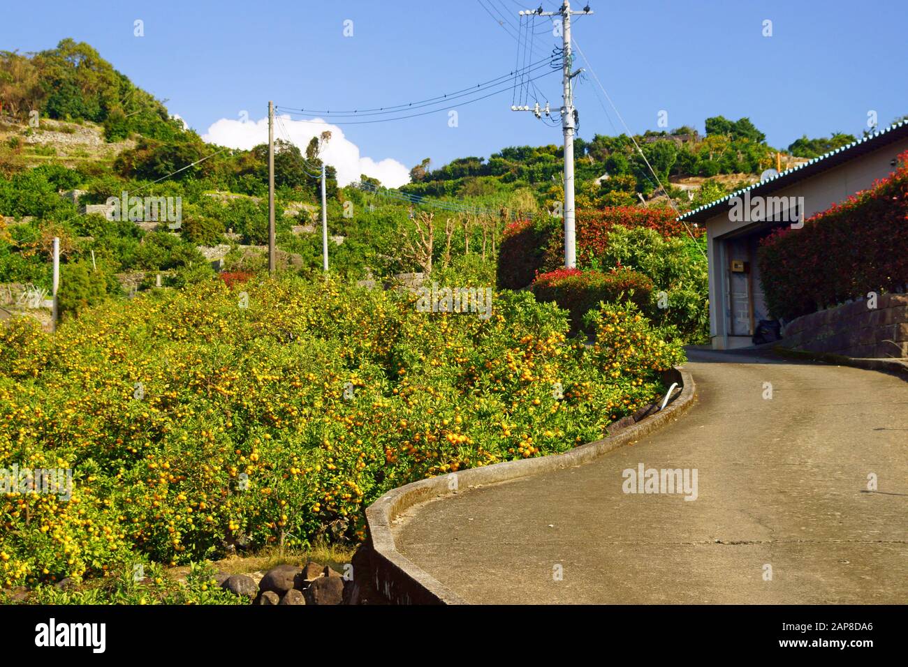 Kawachi mikan hi-res stock photography and images - Alamy