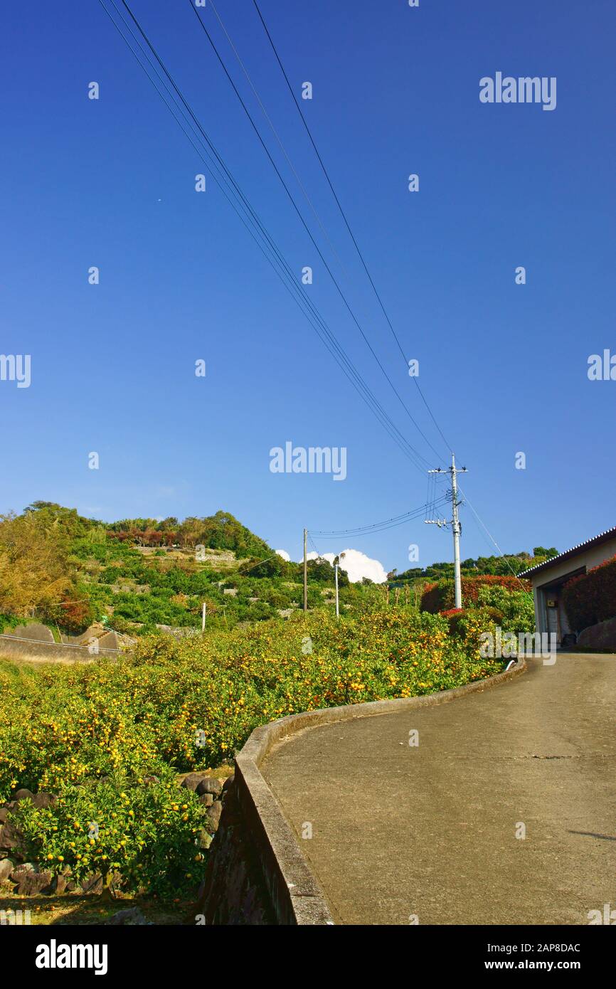 Kawachi mikan hi-res stock photography and images - Alamy