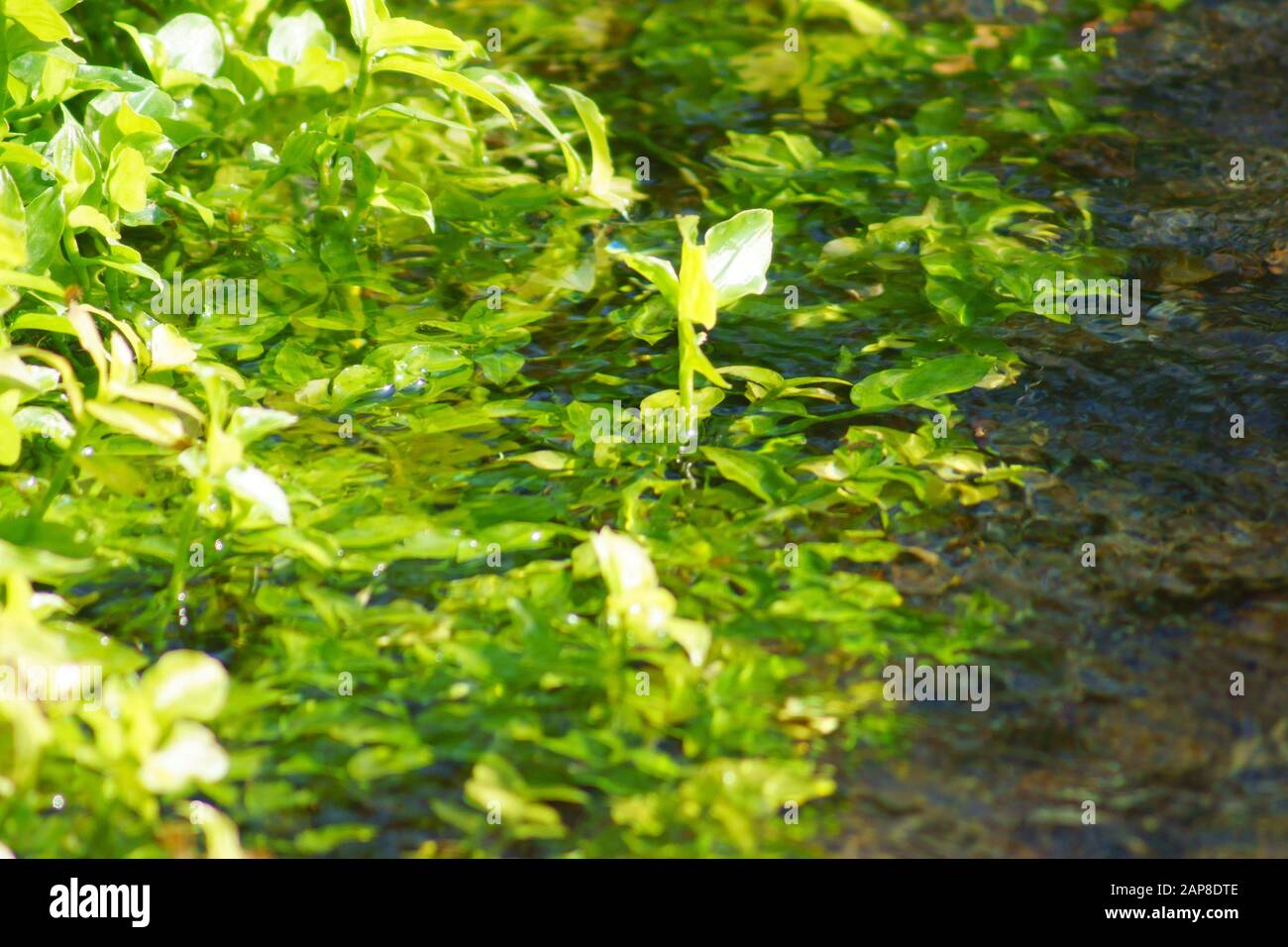 Stream, spring water flowing Stock Photo - Alamy