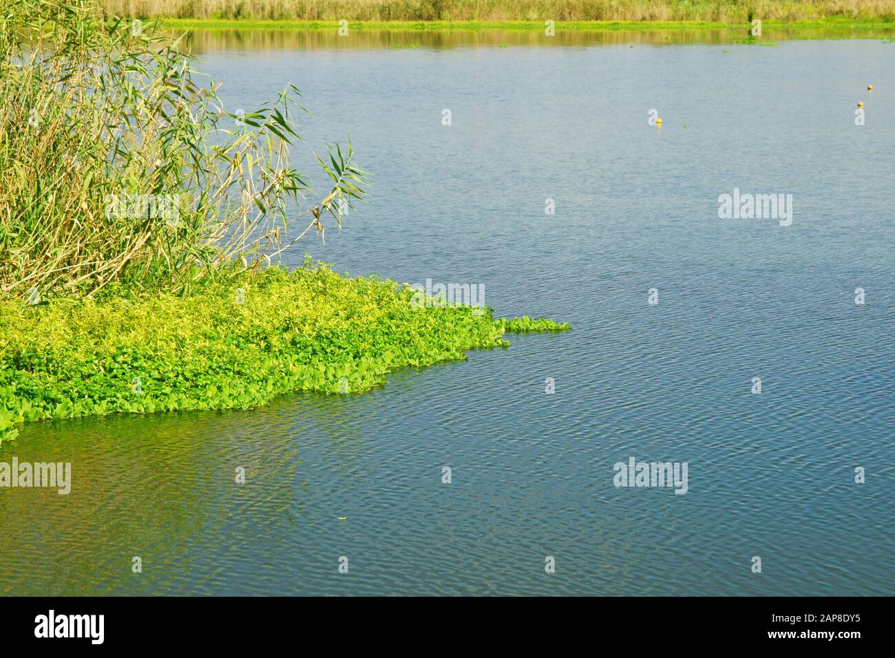 Lake Ezu, summer, Kumamoto Prefecture, Japan Stock Photo - Alamy