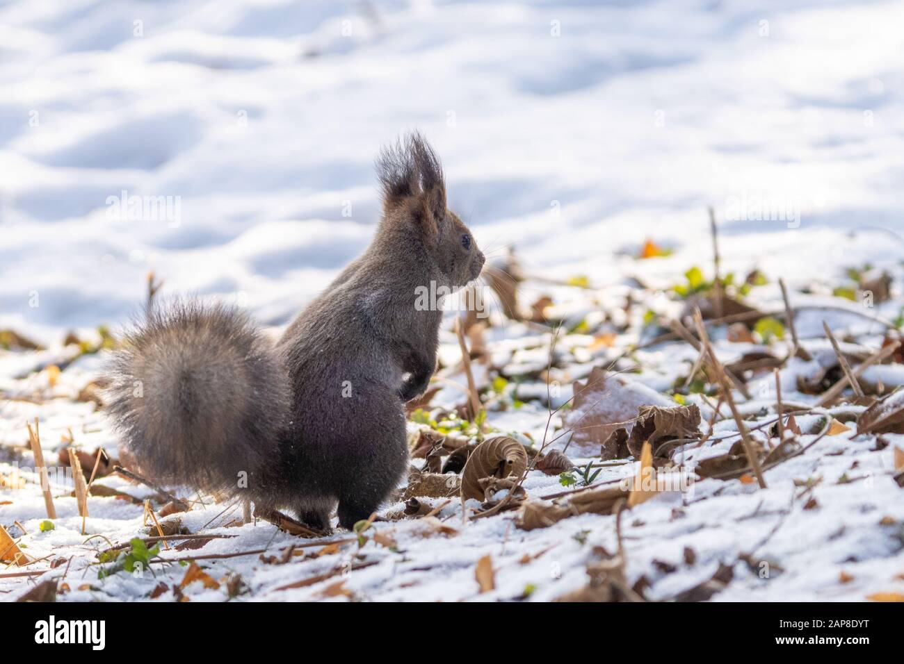 Squirrel rear view hi-res stock photography and images - Alamy