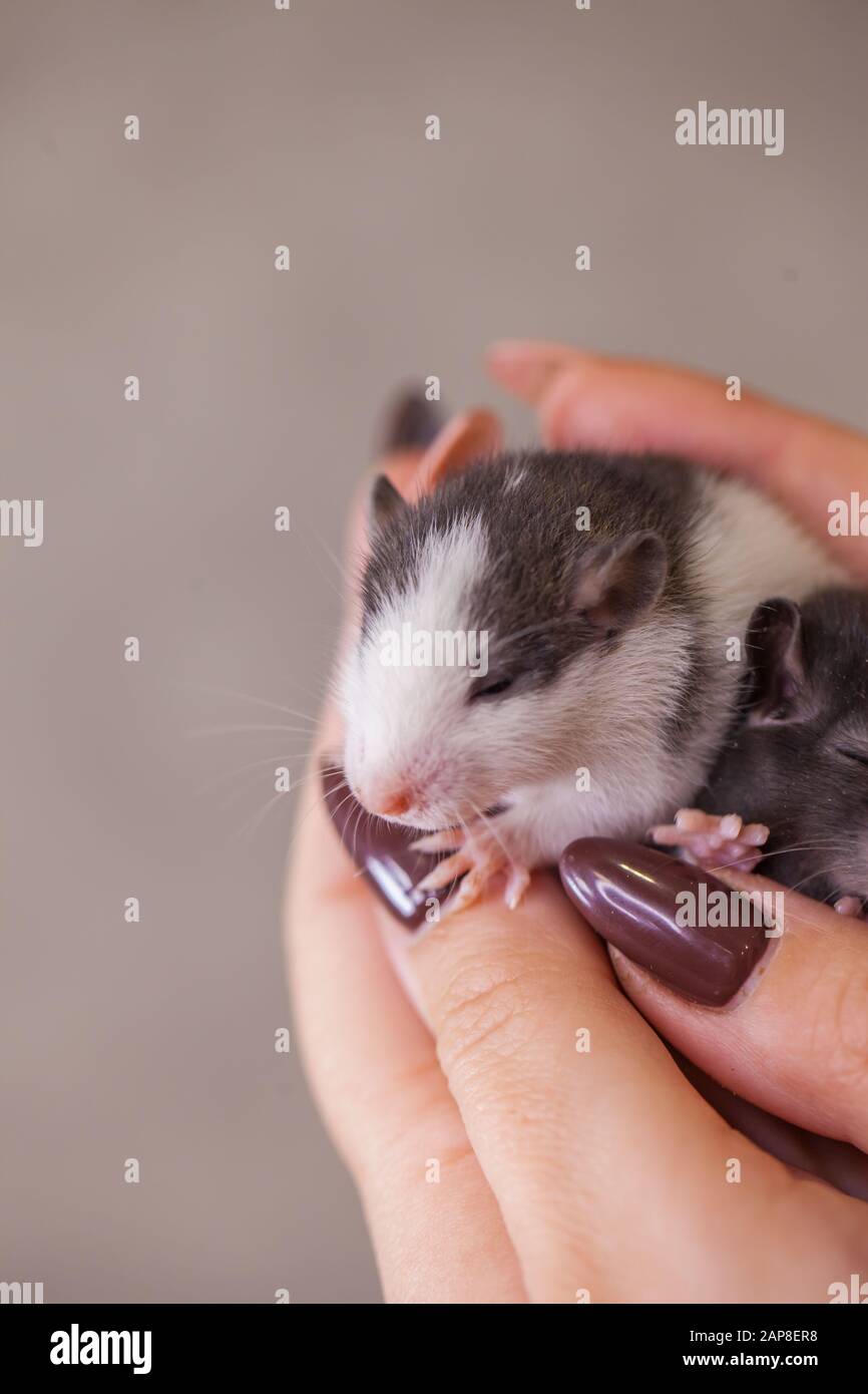 The beautiful and attractive girl holds in her hands a little rat. The ...