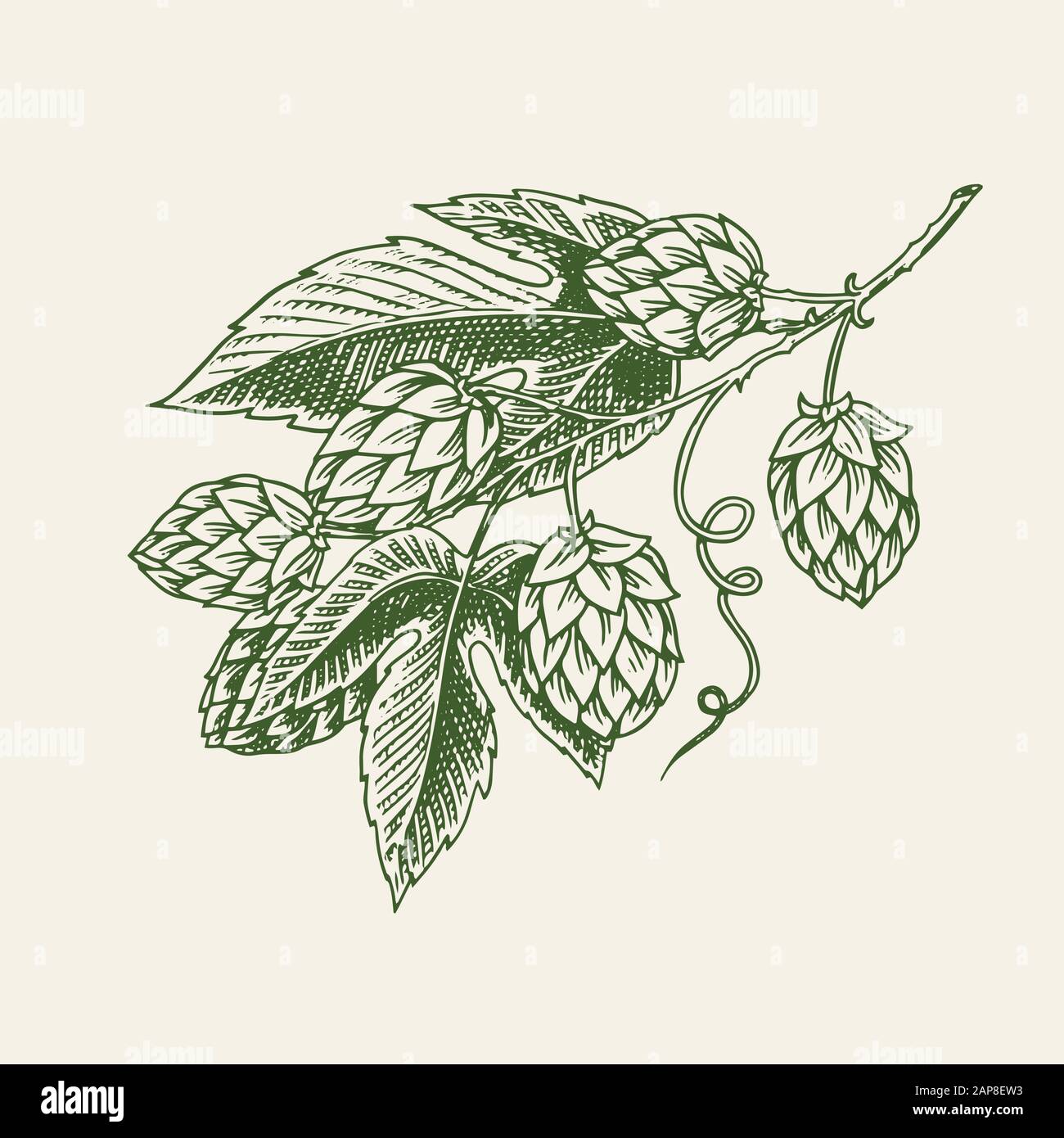 Hops plant with leaves in vintage style. Engraved monochrome sketch for ...