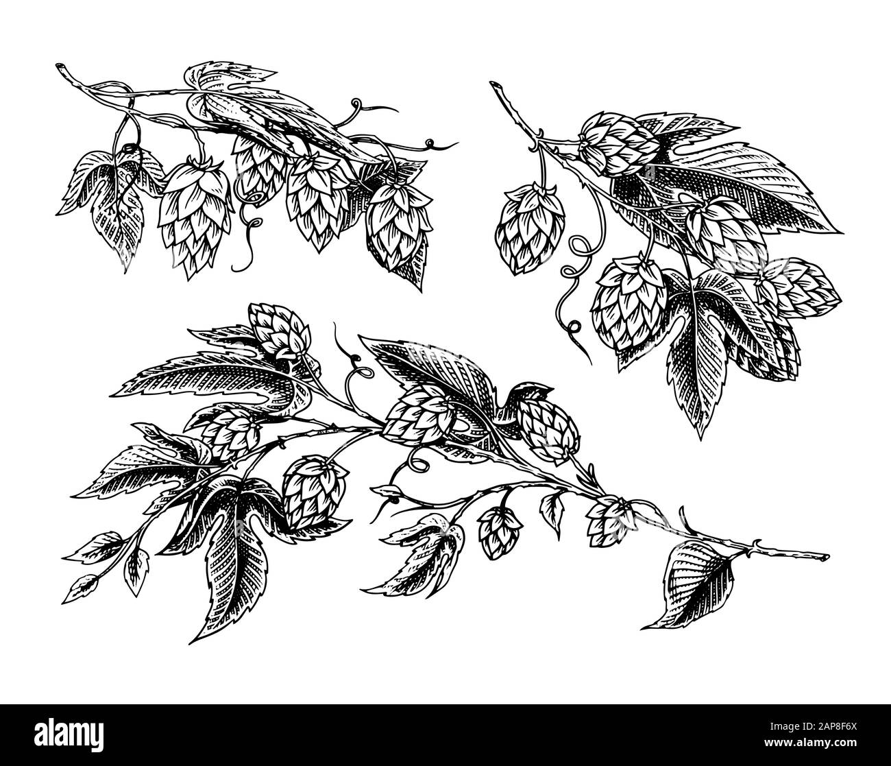Hop plant with leaves in vintage style. Engraved monochrome sketch for ...