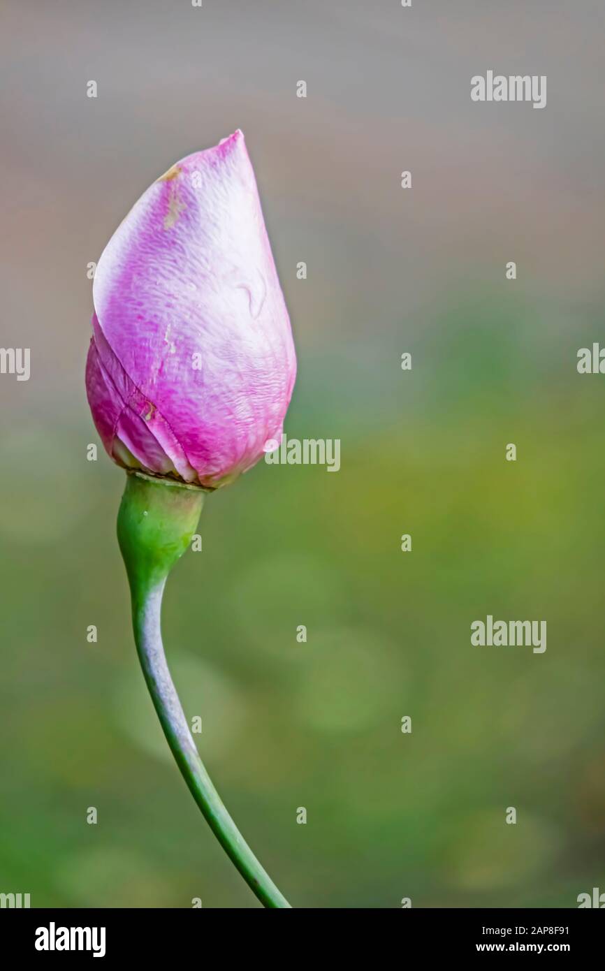 close up pink rosebud in nature Stock Photo - Alamy