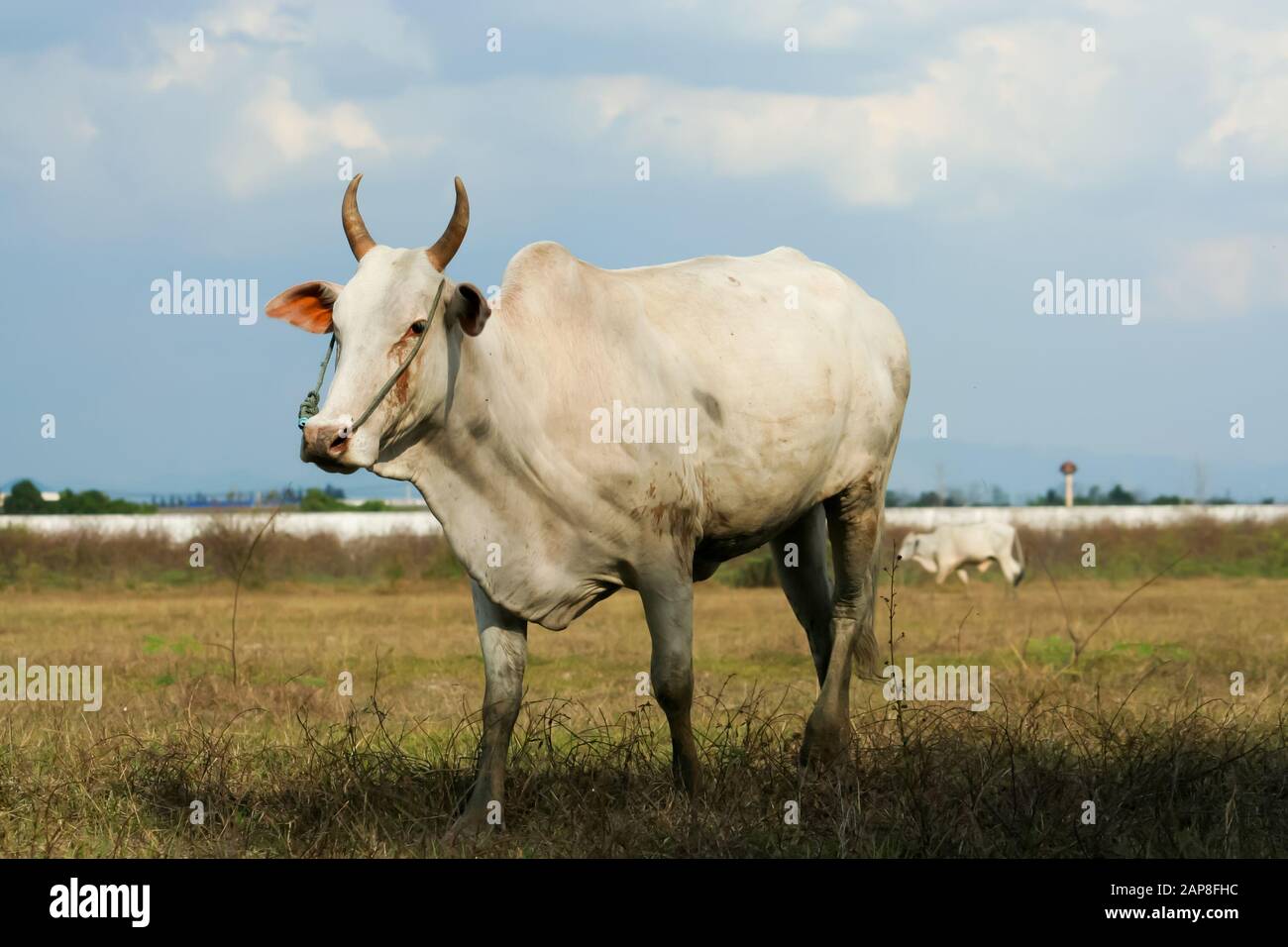 One white cow in grass field Stock Photo - Alamy