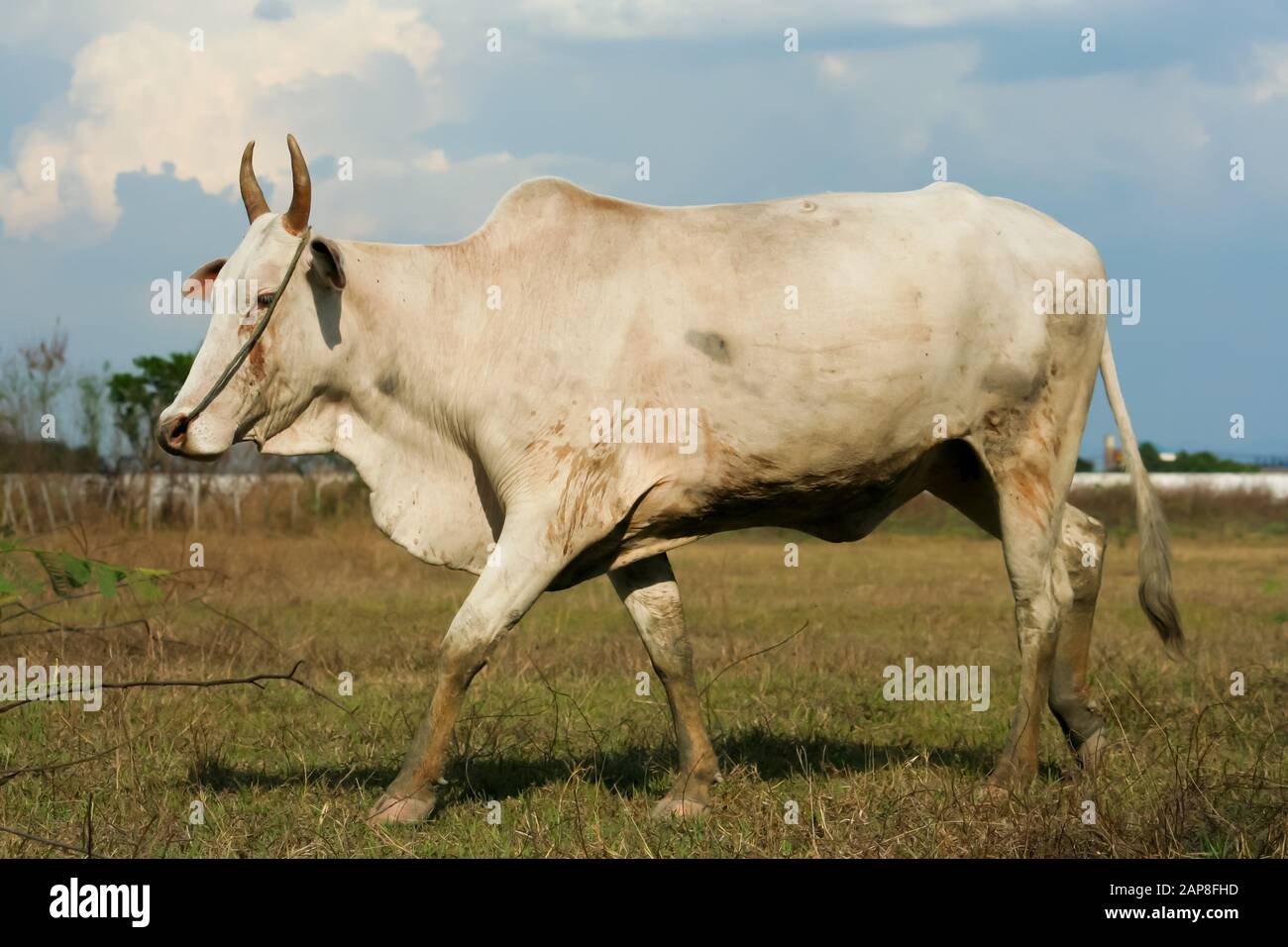 One white cow in grass field Stock Photo - Alamy