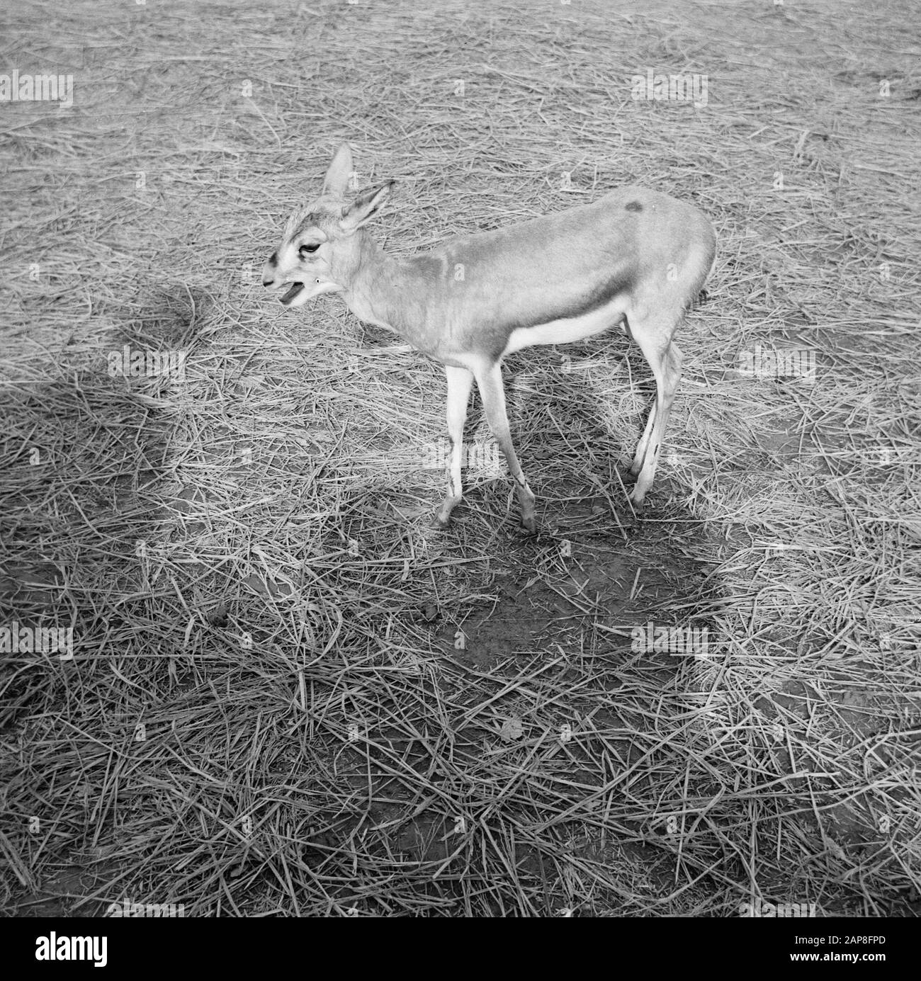 animals Date: undated Keywords: animals Stock Photo - Alamy