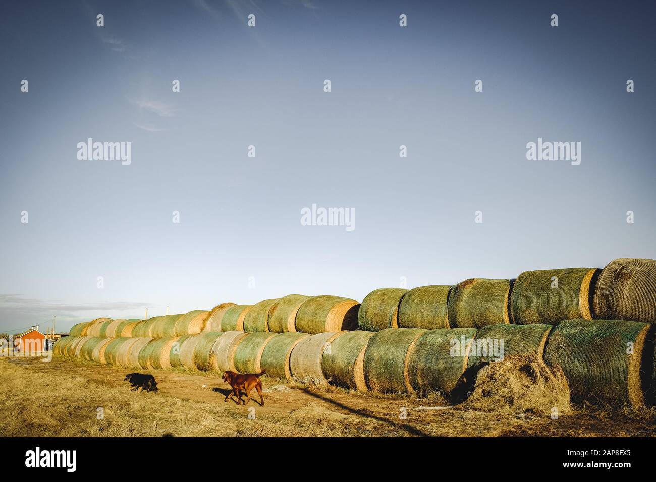 A Farm in Medow Lake, Canada Stock Photo - Alamy