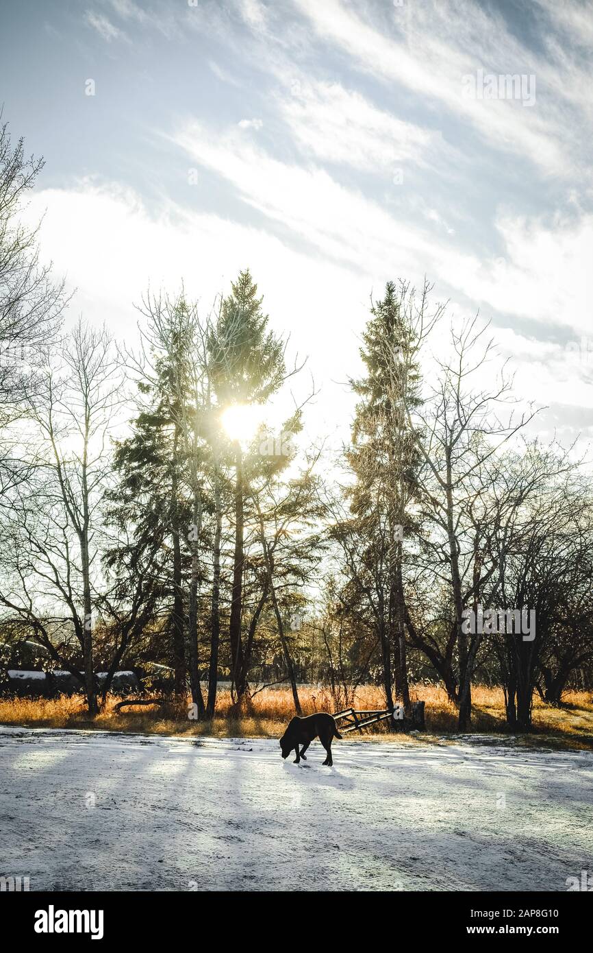 A Farm in Medow Lake, Canada Stock Photo - Alamy