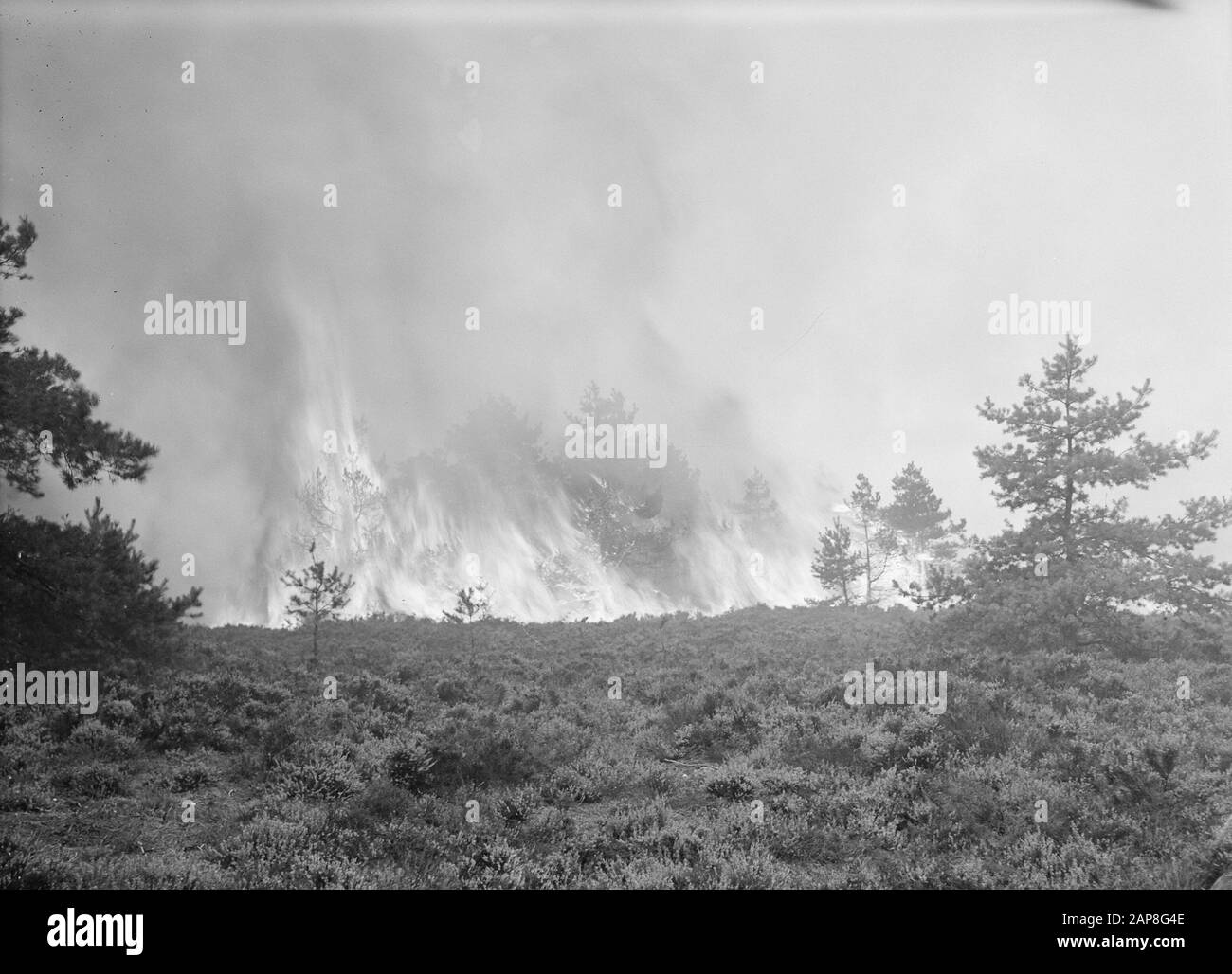 forest fire and storm damage Date: undated Keywords: forest fire and ...