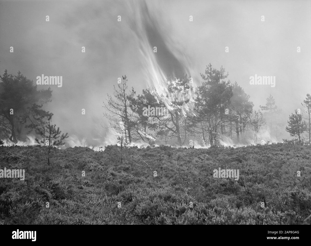 forest fire and storm damage Date: undated Keywords: forest fire and ...