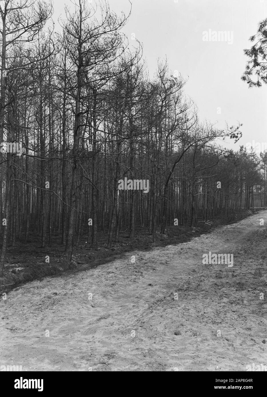 Ecosystem damage fire Black and White Stock Photos & Images - Alamy