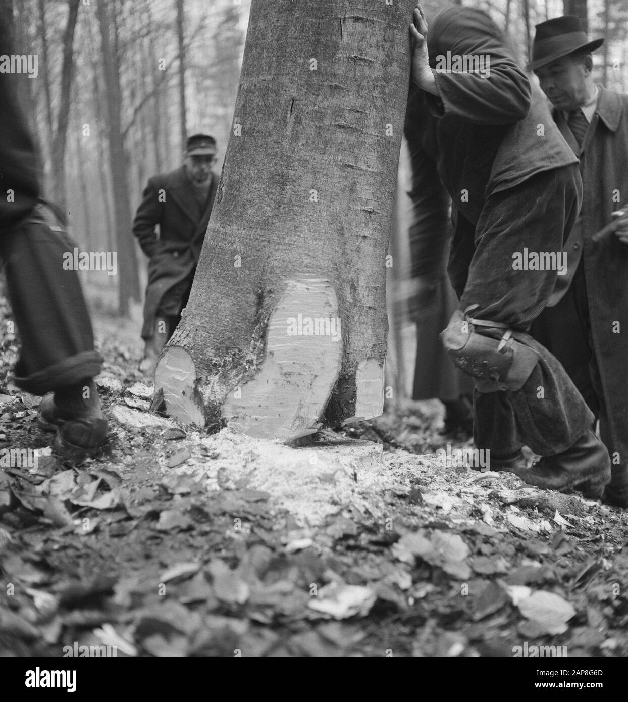 woodworking, workers, trees, overturning Date: undated Keywords ...