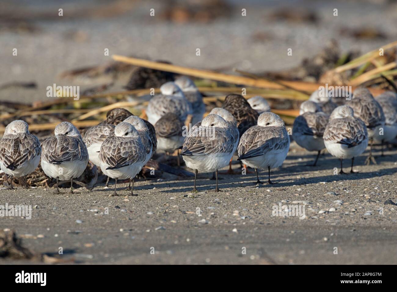 Stormy wing hi-res stock photography and images - Alamy