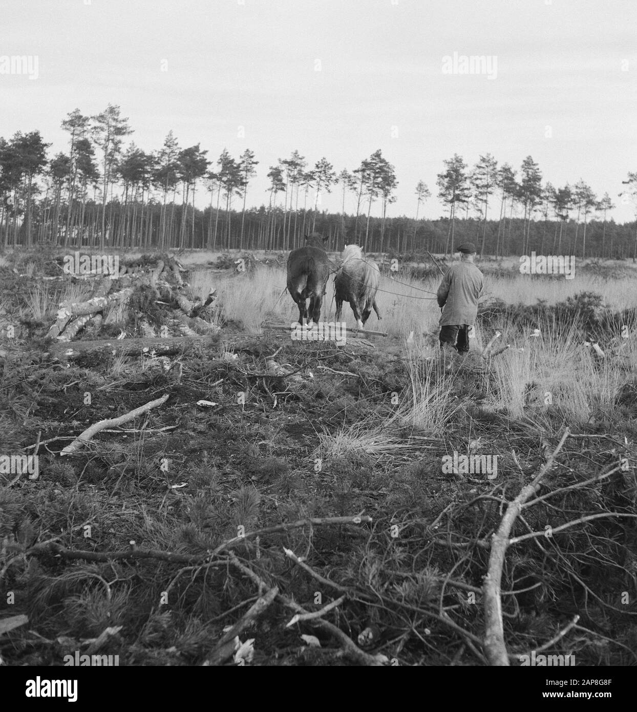 Traditional woodland worker hi-res stock photography and images - Alamy
