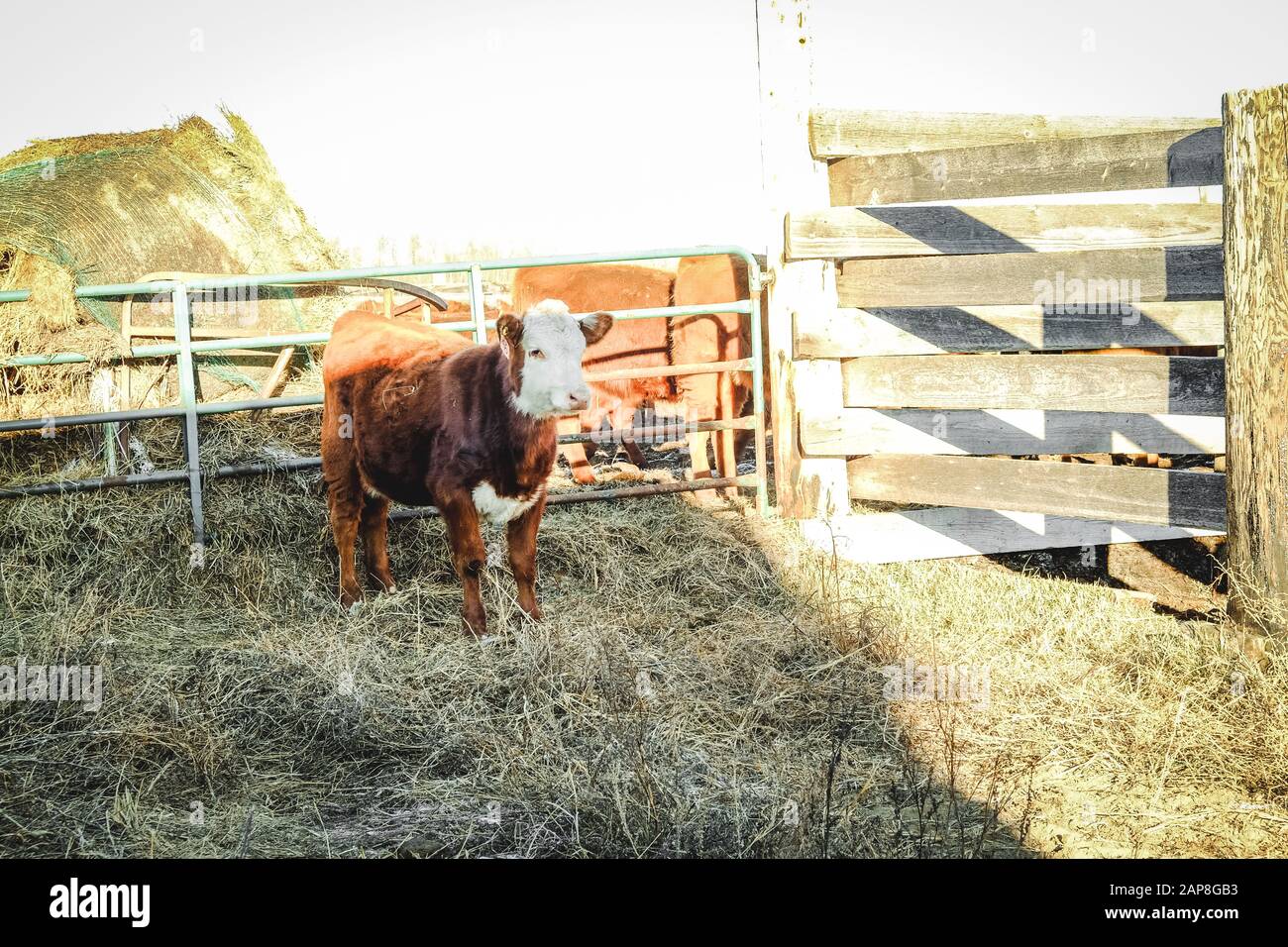 A Farm in Medow Lake, Canada Stock Photo - Alamy