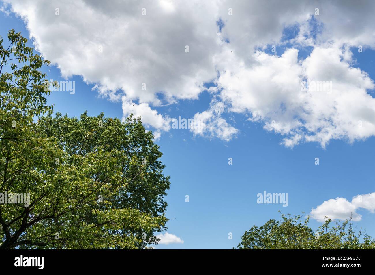 view from under the trees to the sky with white clouds Stock Photo - Alamy