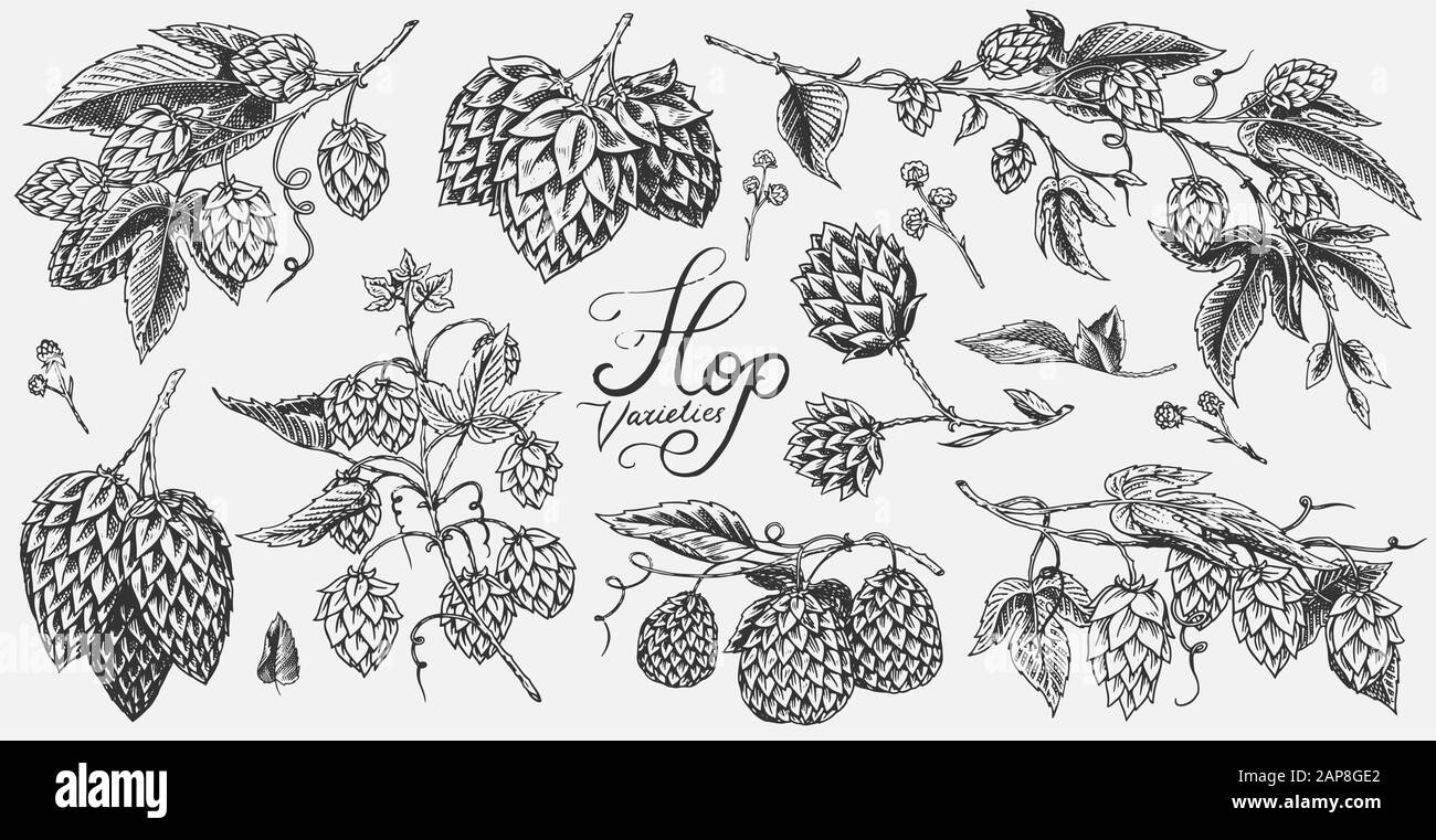 Barley And Hops Vector