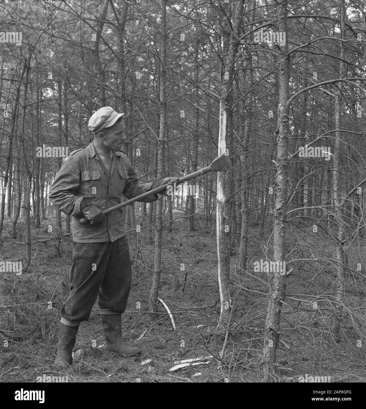 workers, forests, works Date: undated Keywords: workers, forests, works ...