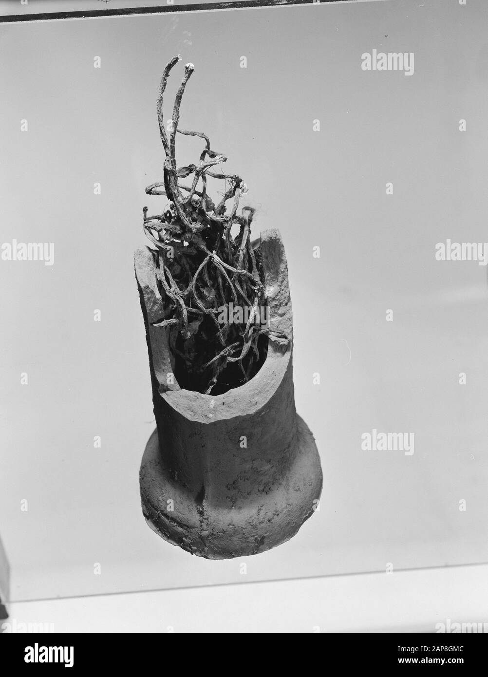 tree roots, drainage tubes Date: January 1967 Keywords: tree roots ...