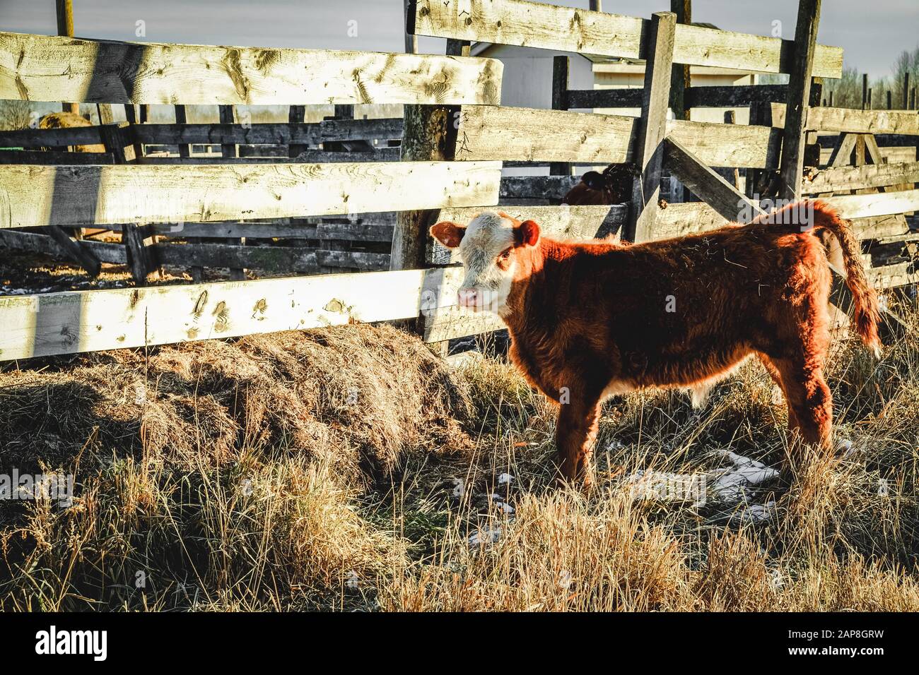 A Farm in Medow Lake, Canada Stock Photo - Alamy