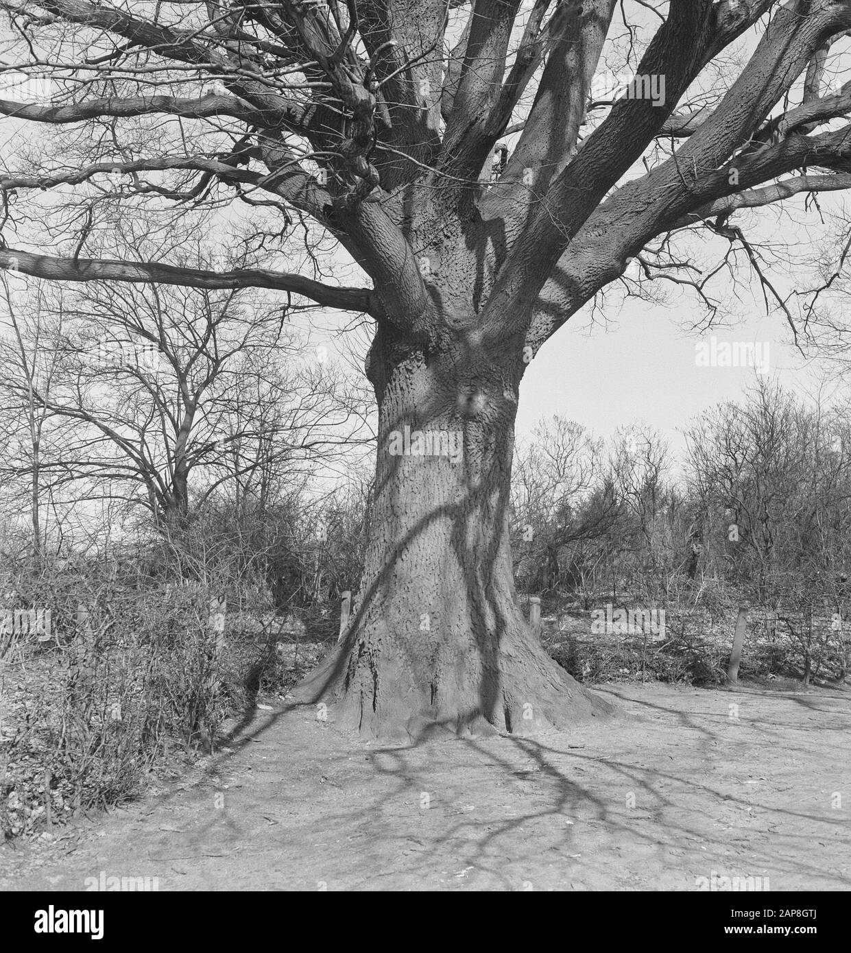 Coniferous deciduous green trees Black and White Stock Photos & Images ...