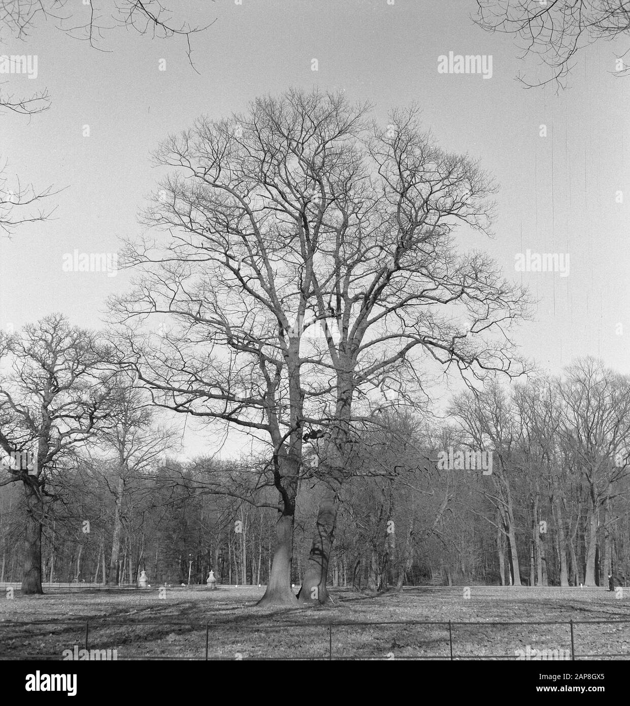 Trees greenery shade Black and White Stock Photos & Images - Alamy