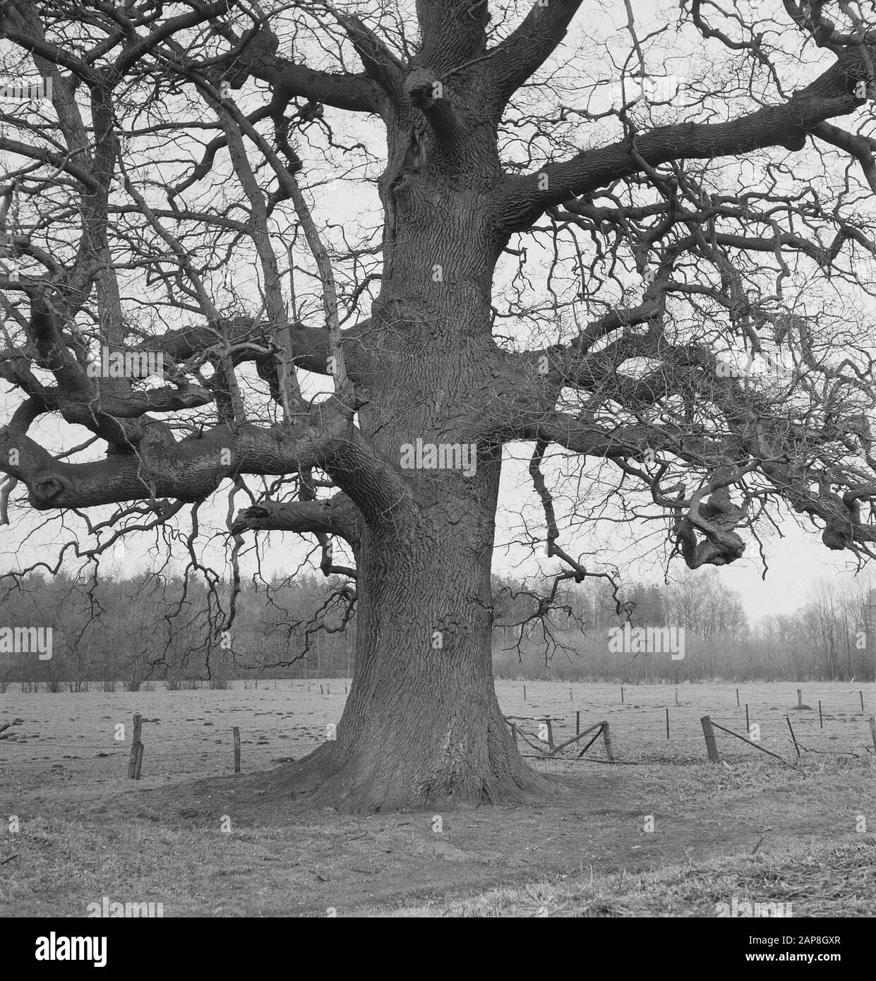 trees, logs Date: undated Keywords: trees, tribes Stock Photo - Alamy