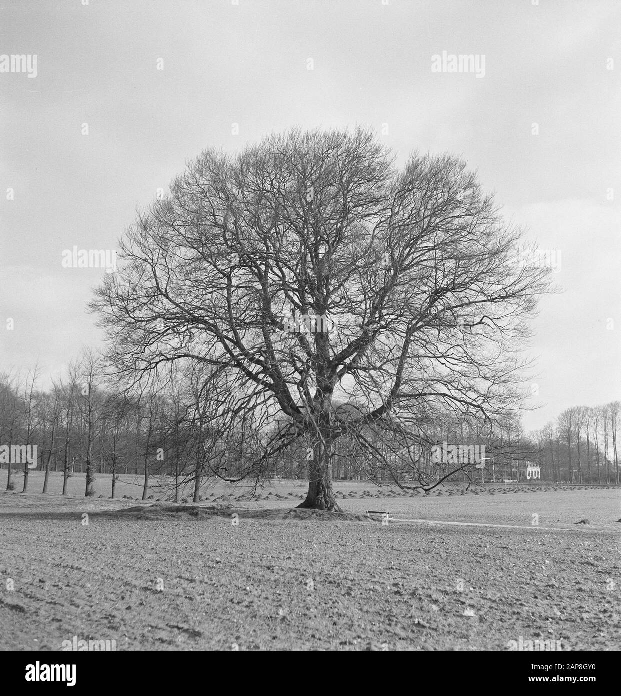 Trees greenery shade Black and White Stock Photos & Images - Alamy