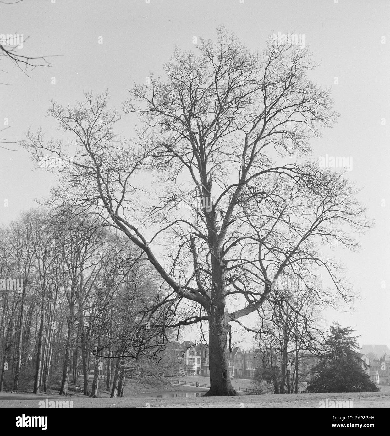 Trees greenery shade Black and White Stock Photos & Images - Alamy