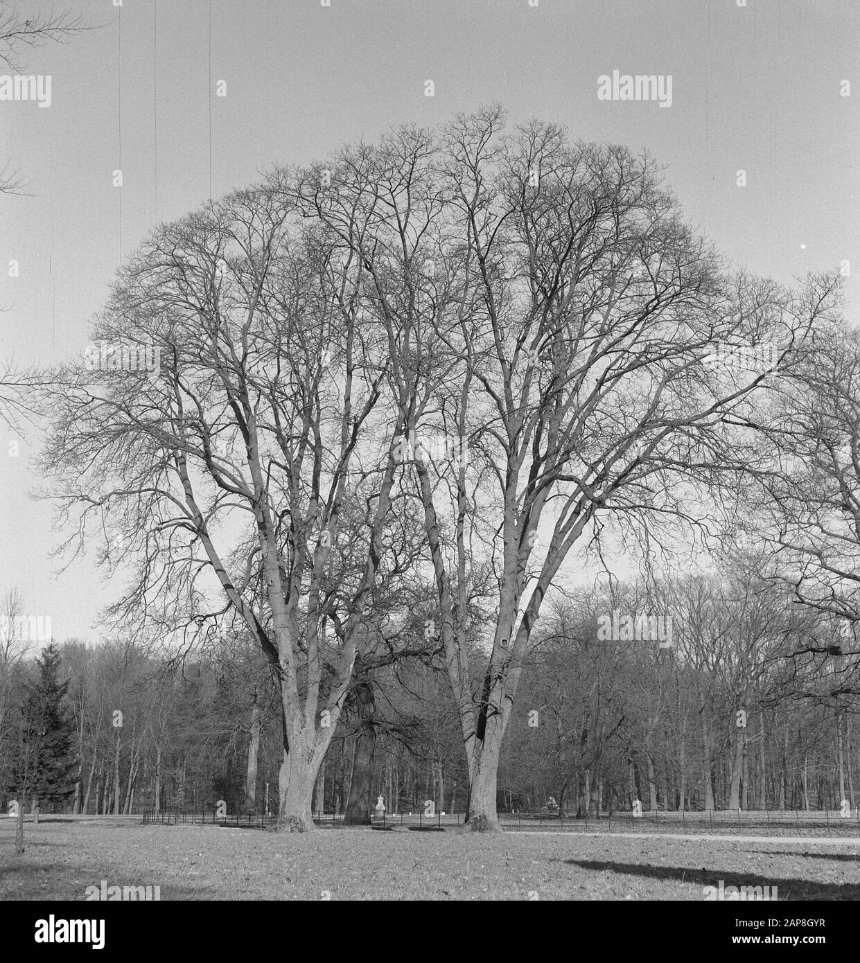 Trees greenery shade Black and White Stock Photos & Images - Alamy