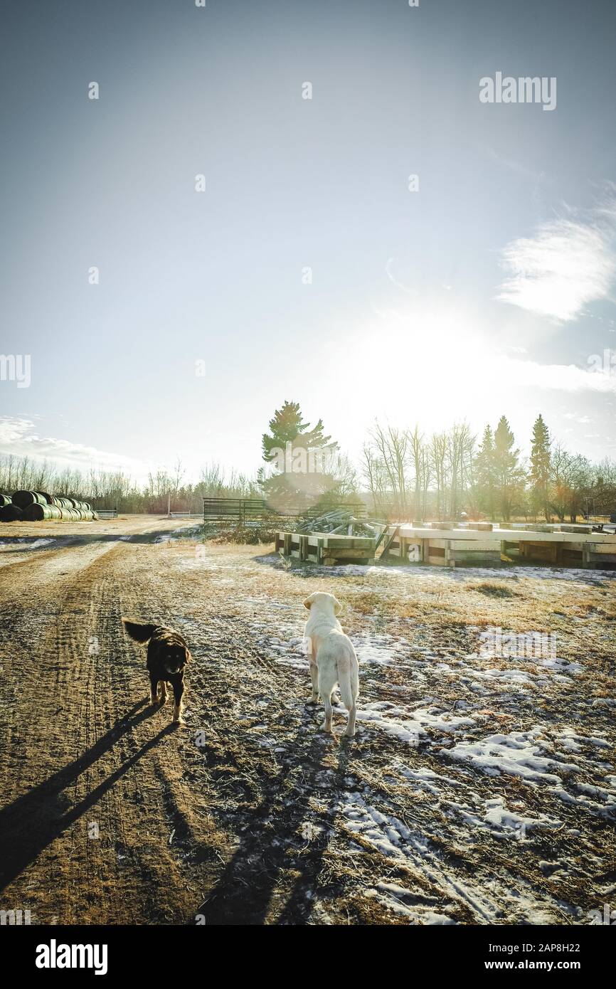 A Farm in Medow Lake, Canada Stock Photo - Alamy
