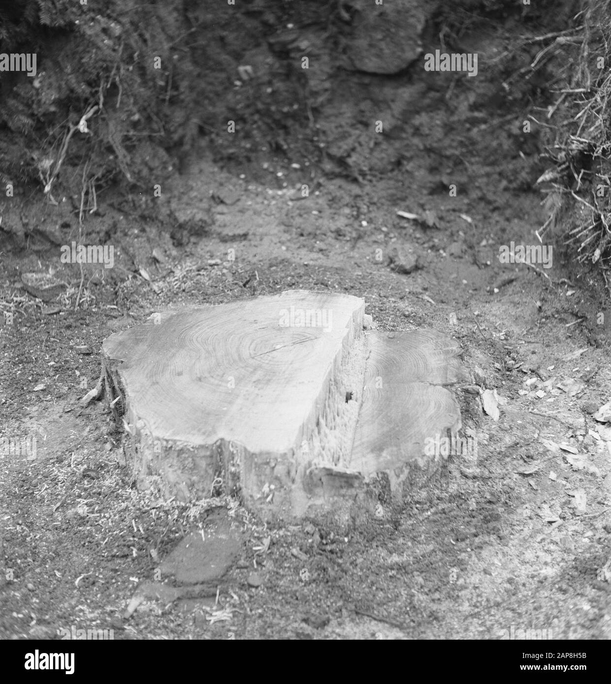 Remnants of tree stumps hi-res stock photography and images - Alamy