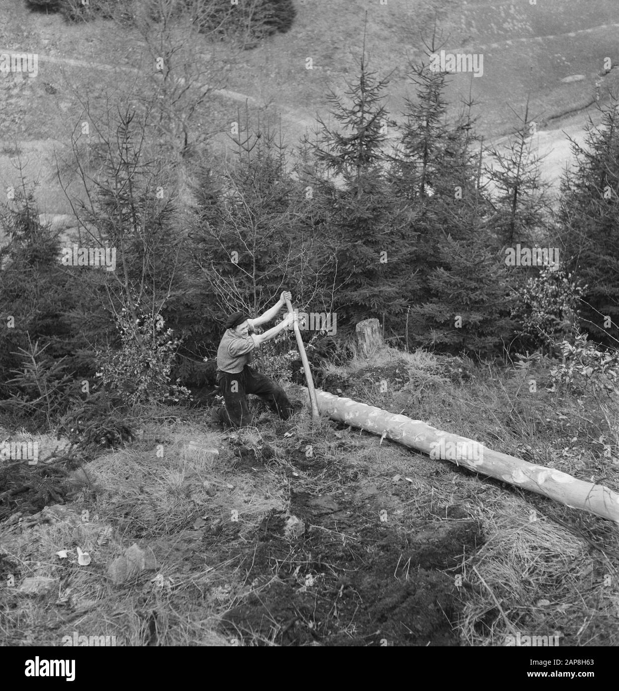 workers, forestry, tree trunks, tools Date: undated Keywords: workers ...