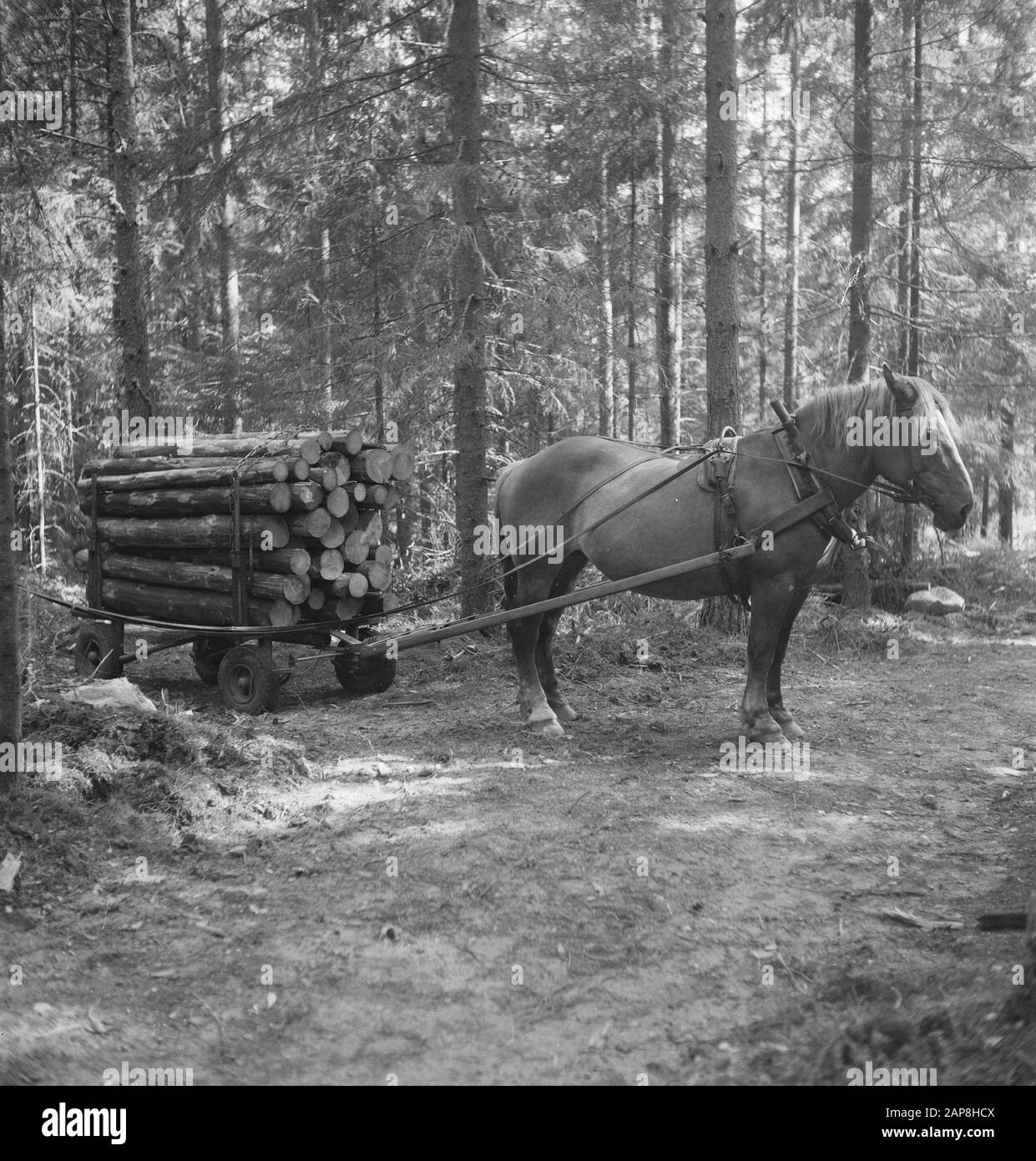 forestry, wood transport, horse-and-cart Date: undated Keywords ...