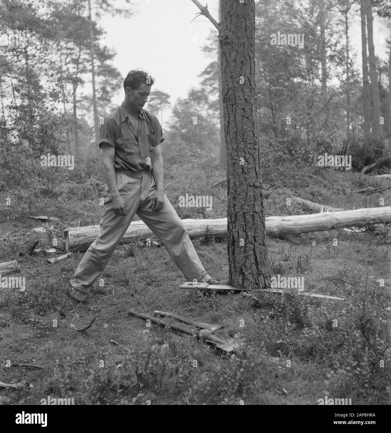 Clearing saws hi-res stock photography and images - Alamy