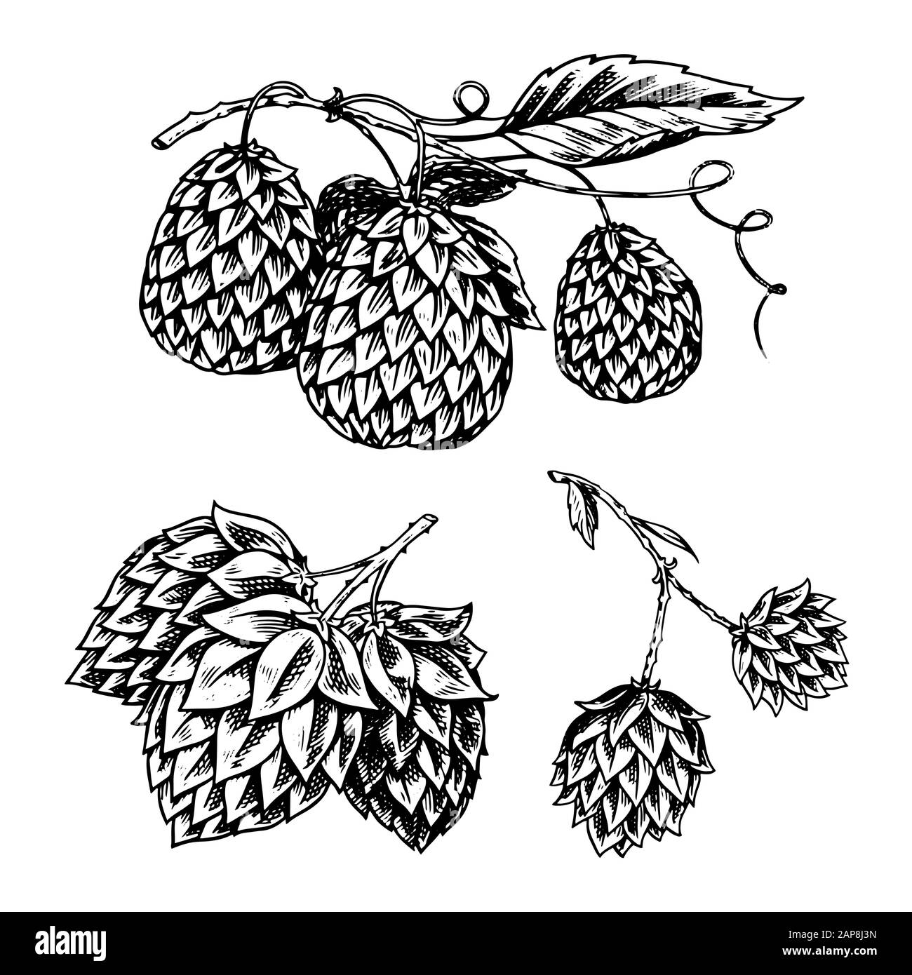 Hop plant with leaves in vintage style. Engraved monochrome sketch for ...