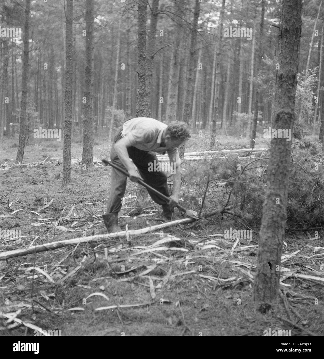 forestry, tree trunks, workers, trees sheets Date: undated Keywords ...